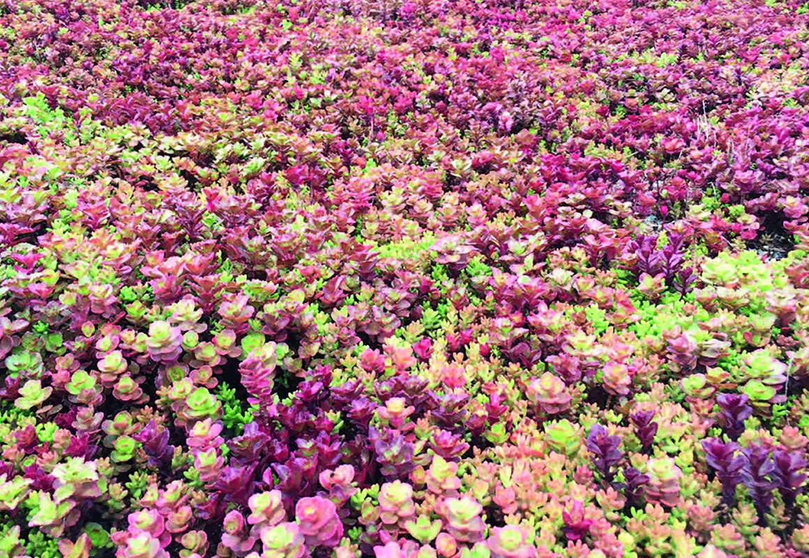 Sedum Mat | Low-Maintenance Green Roof Plants