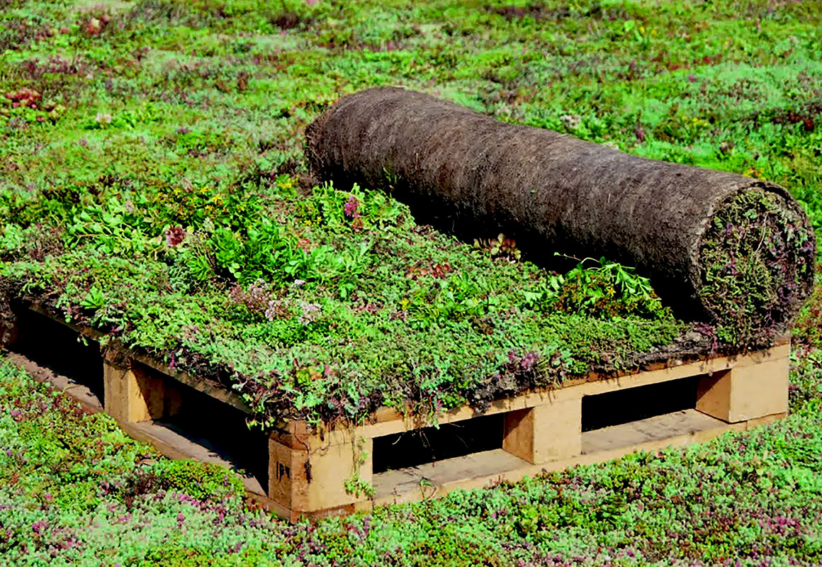 Sedum Mat | Low-Maintenance Green Roof Plants