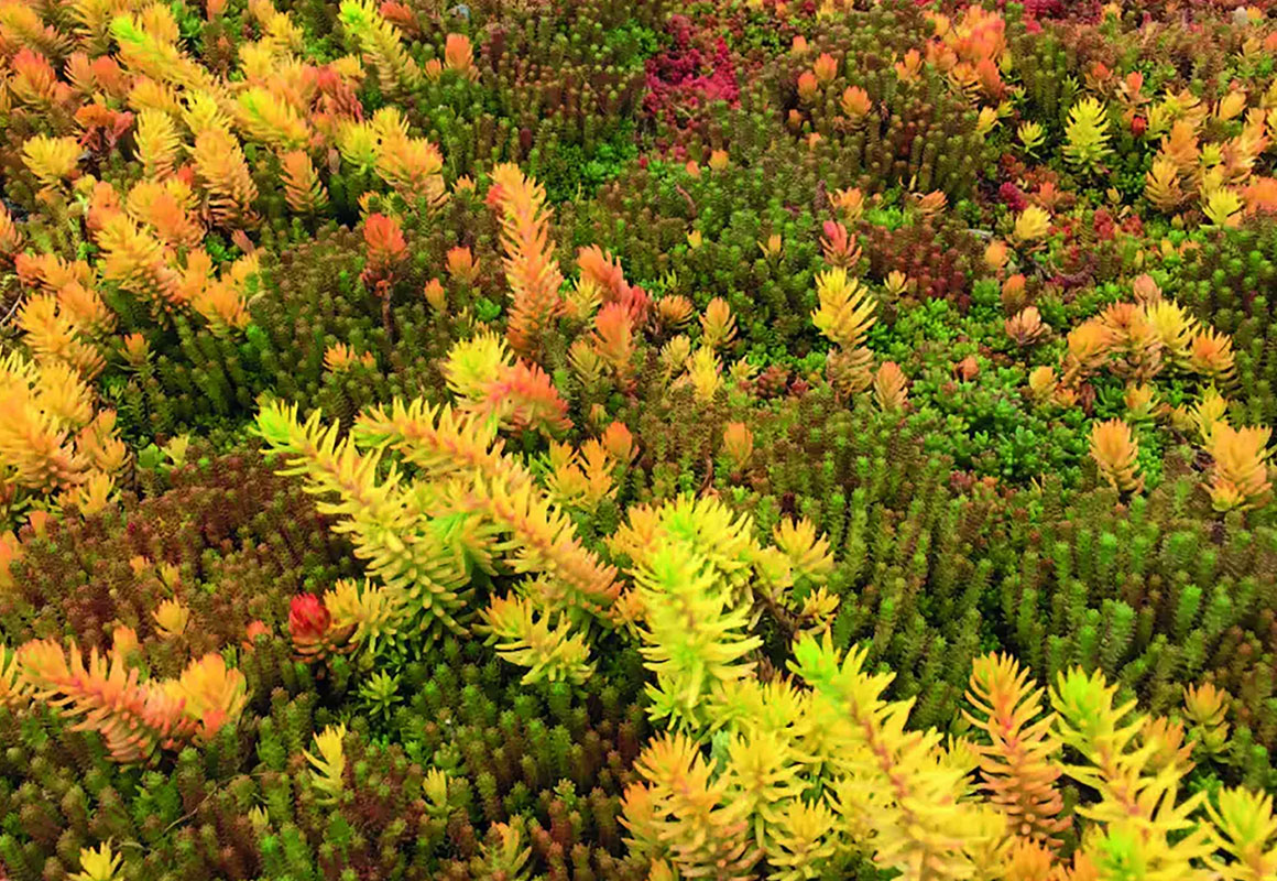 Sedum Mat | Low-Maintenance Green Roof Plants